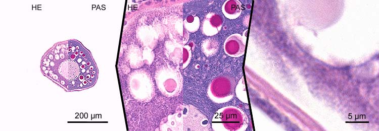 Histology and Histopathology Atlas of the Zebrafish
