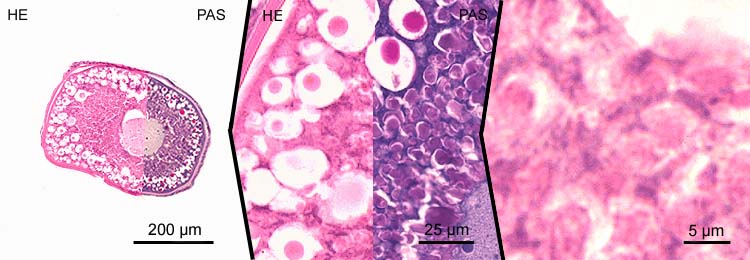 Histology and Histopathology Atlas of the Zebrafish